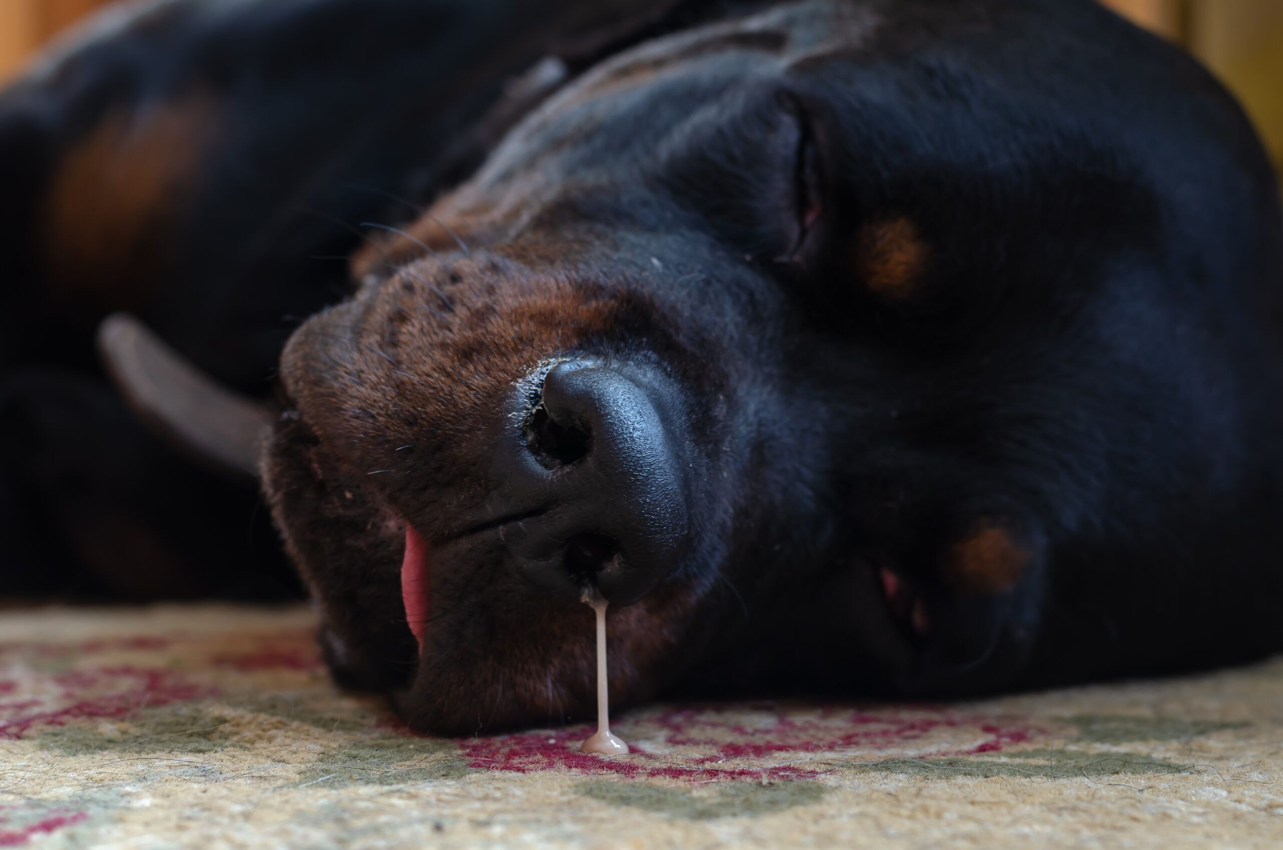 Nasal Discharge in Dogs: Causes, Symptoms, Diagnosis, Cures