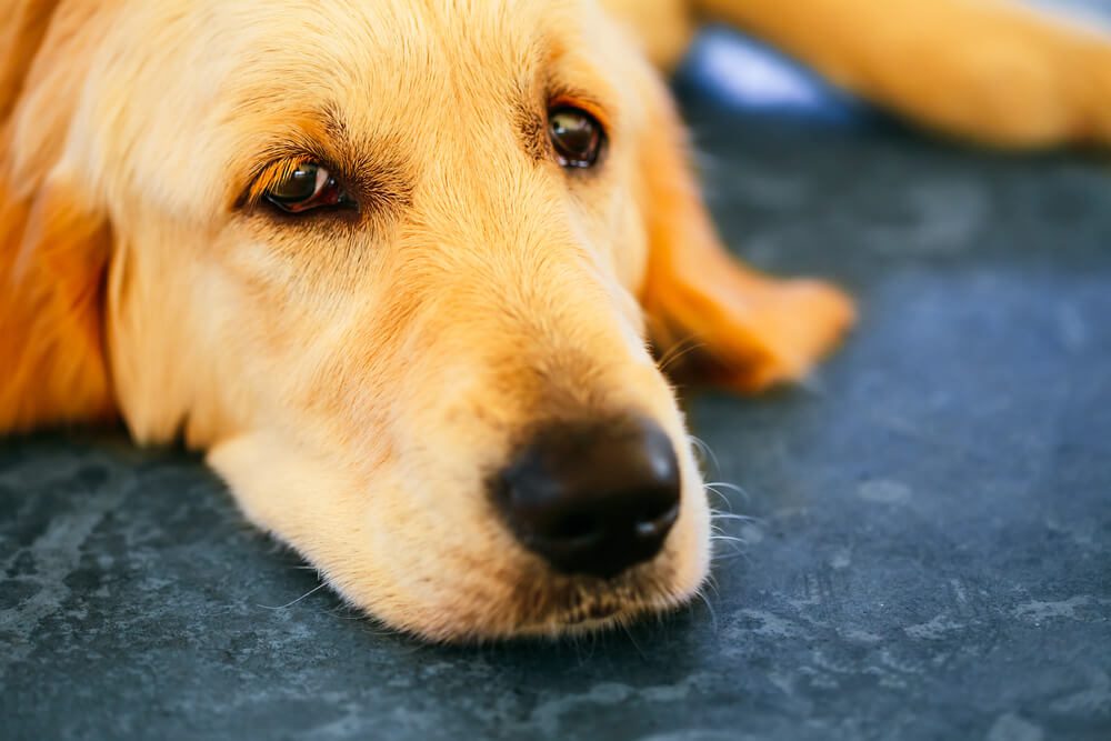 Entropion in Dogs: What You Need to Know?