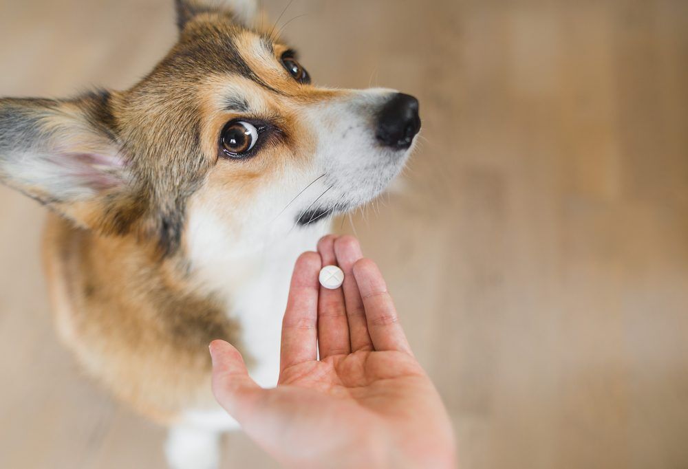 Amoxicillin for Dogs: Safety, Usage, Dosage and More - TotalVet