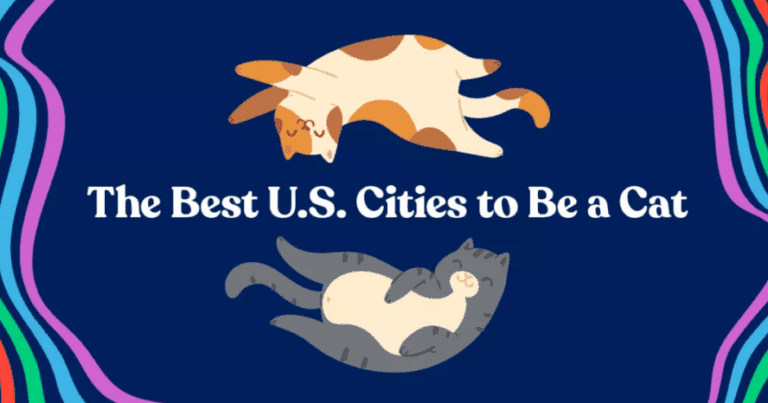 The Most Cat Friendly Cities in the U.S. - TotalVet