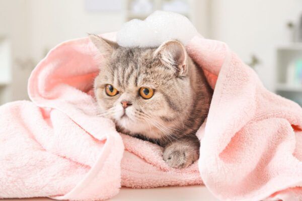 The Best 6 Cat Shampoos: Our Top Picks + Reviews - TotalVet